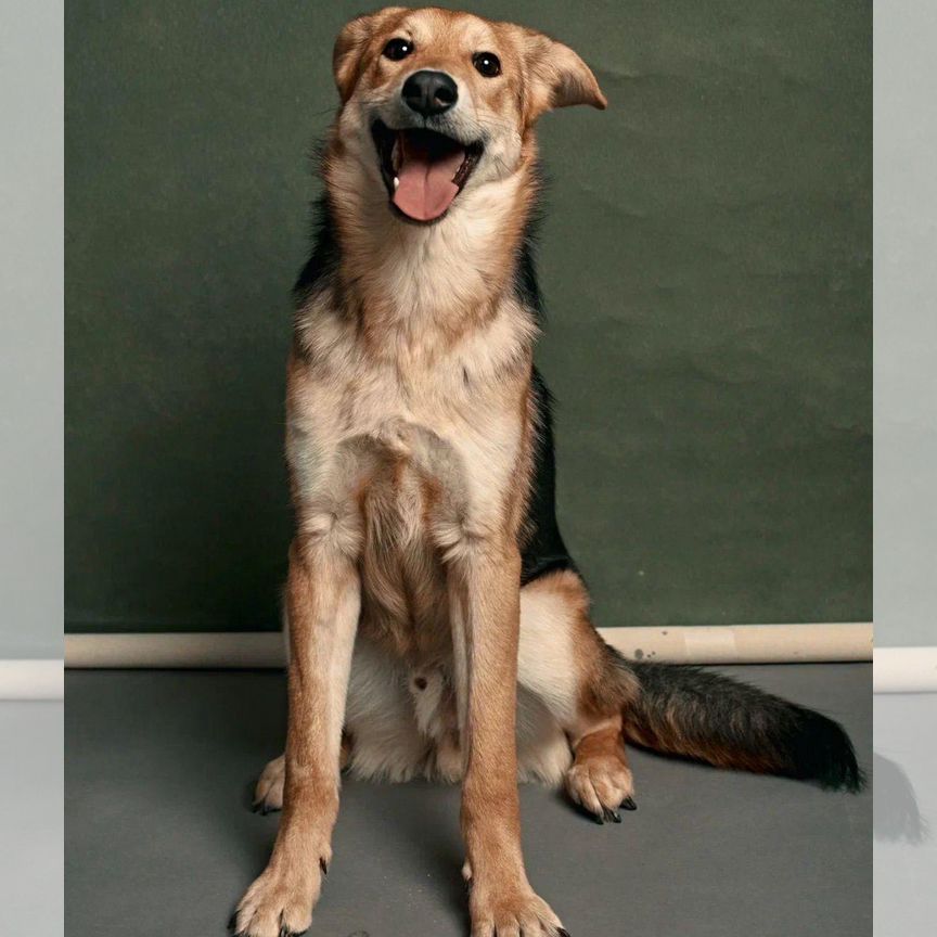 Взрослая собака в добрые руки