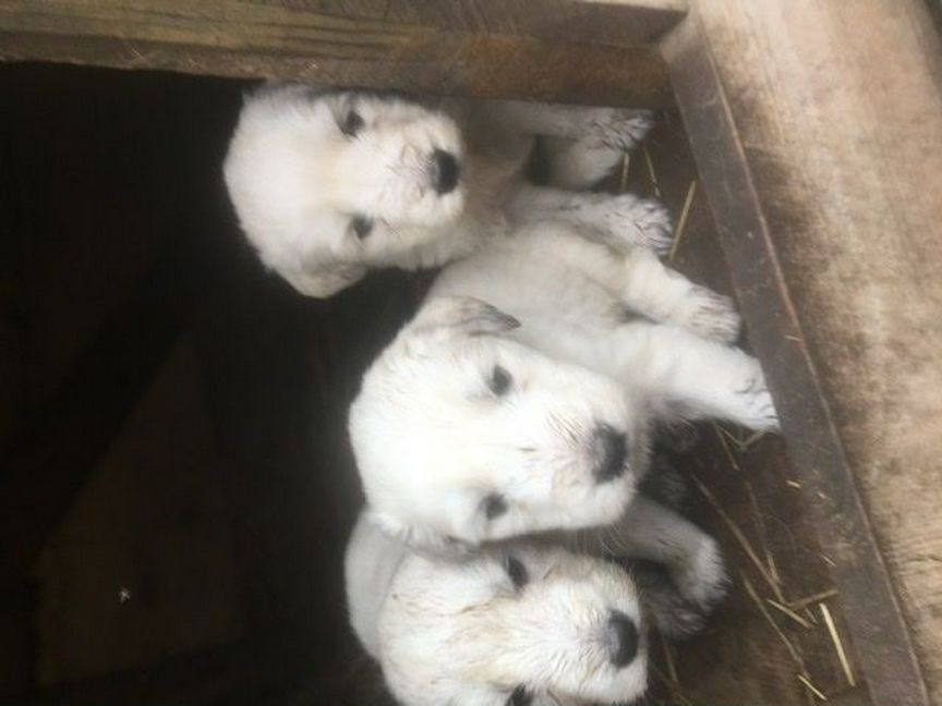 Щенки южнорусской овчарки