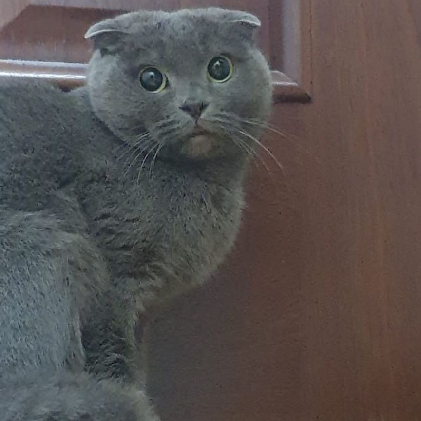 Шотландская вислоухая короткошёрстная, взрослая кошка