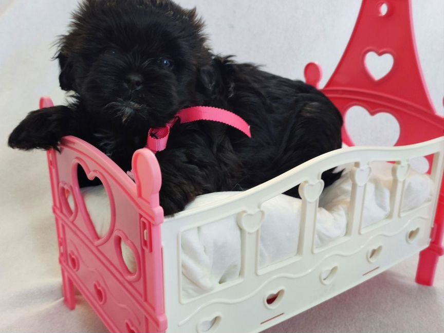 Мальтипушки