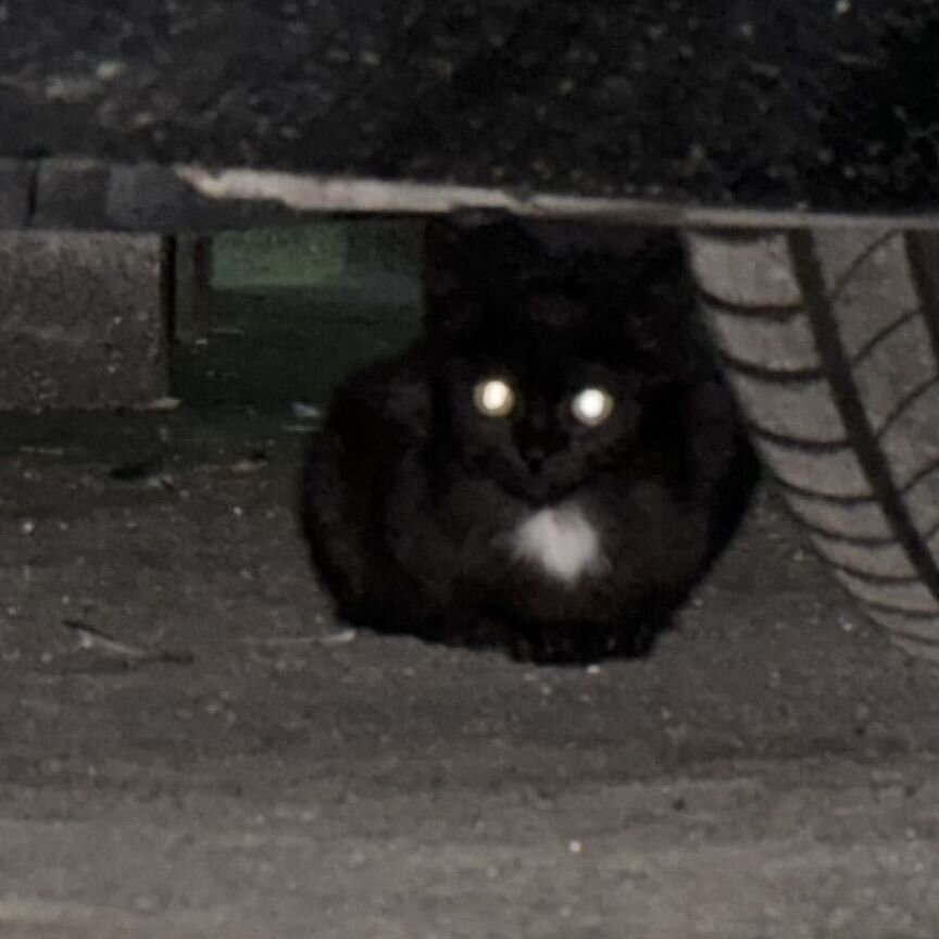Котенок в добрые руки