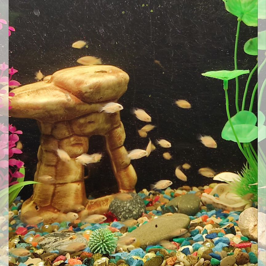 Цихлазома Розовый фламинго