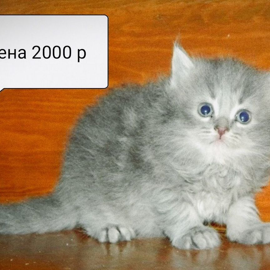 Шикарная сибирячка, котенок