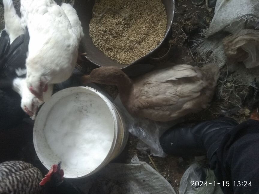Утка башкирская