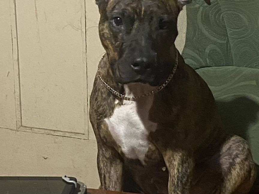 Стаффордширский терьер