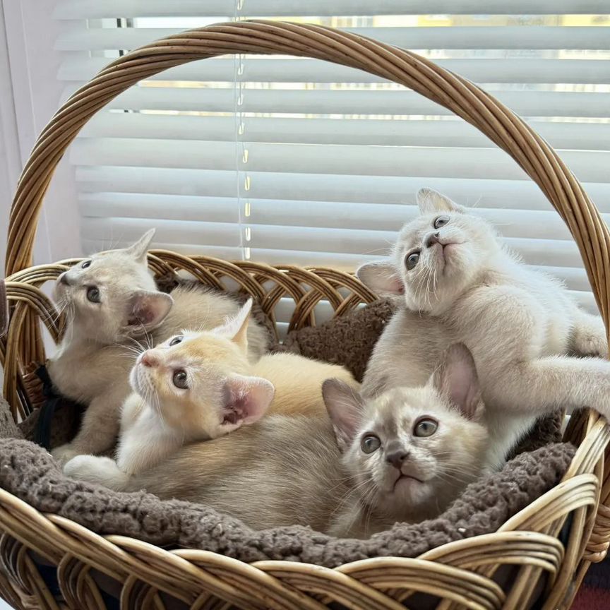 Европейский бурманский котёнок