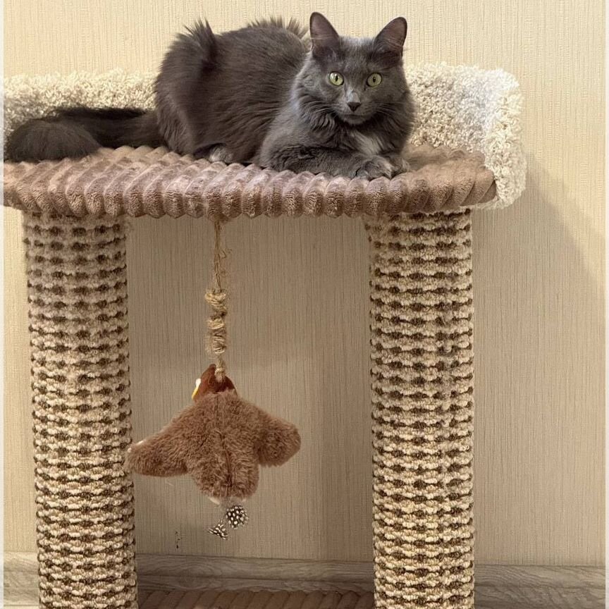 Взрослая, кошка в добрые руки