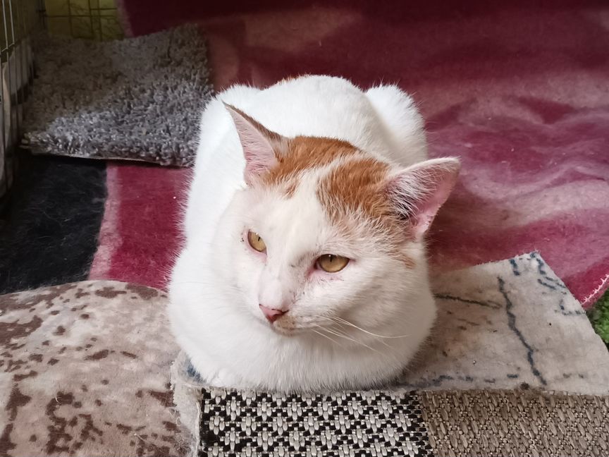 Кот