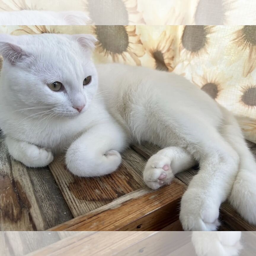 Шотландский вислоухий короткошёрстный, взрослый кот