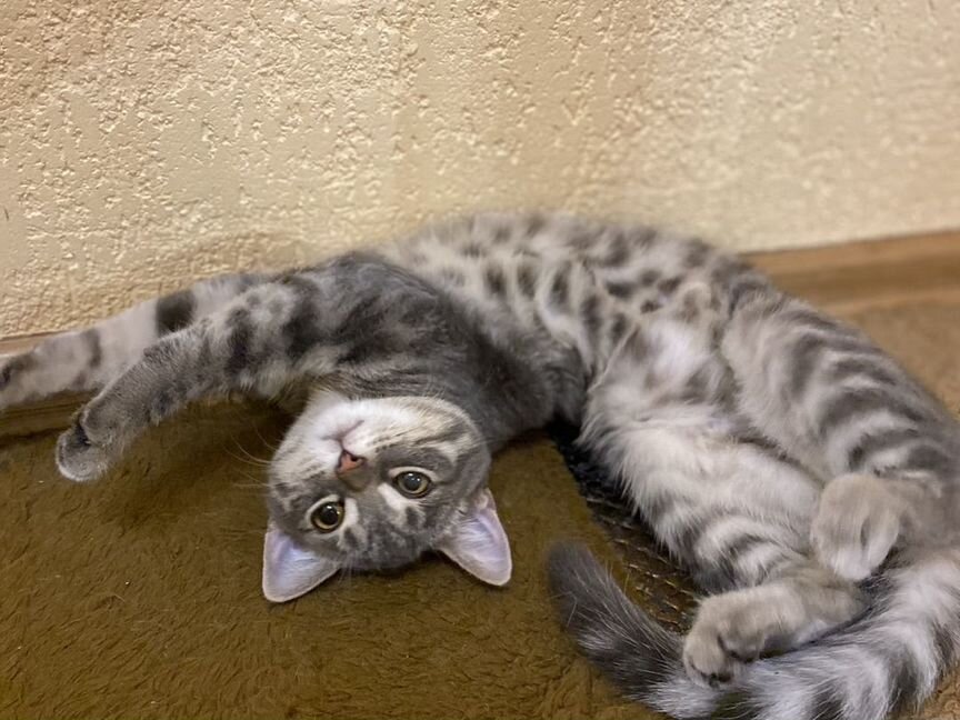 Кошка