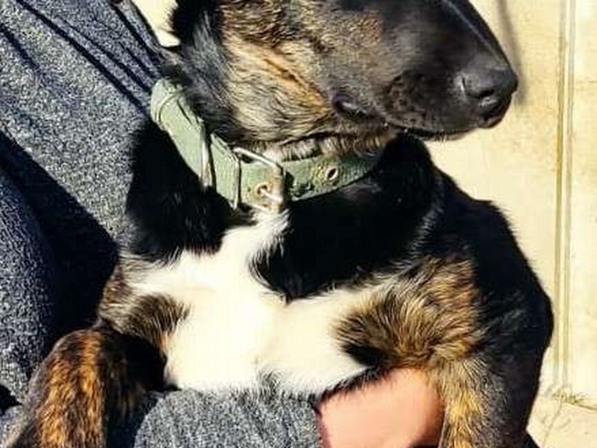 Щенок 11 месяцев