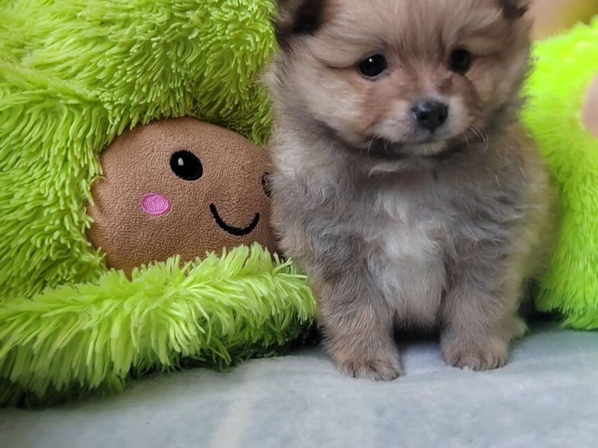 В добрые и заботливые руки