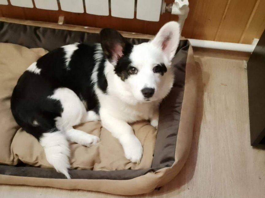 Продам взрослую собаку