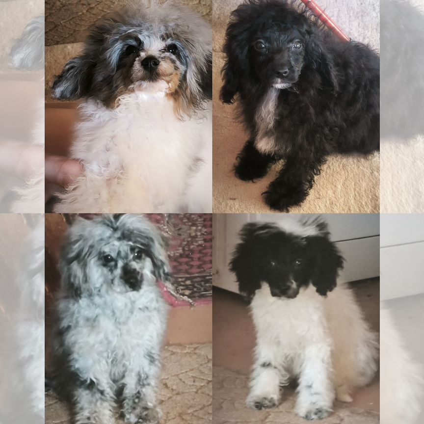 Той-пудель, щенок