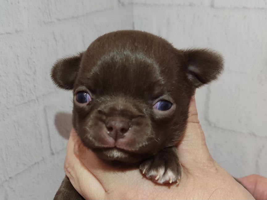 Рождественские щенки чихуахуа