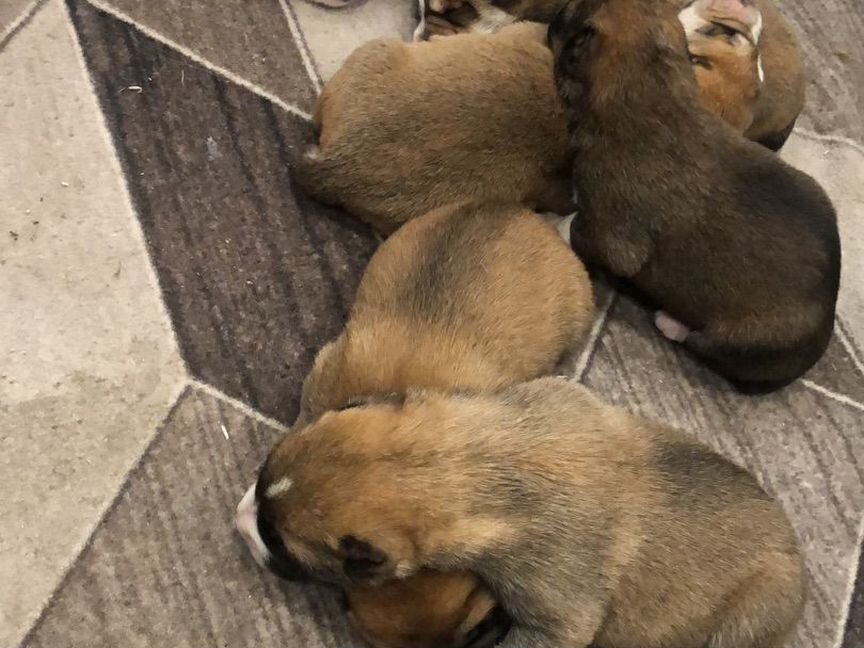 Алабай сао азиаты щенки