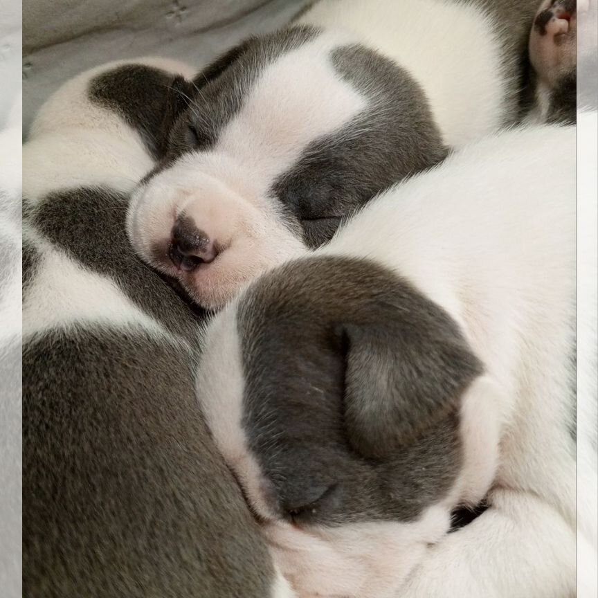 Американский стаффордширский терьер, щенок