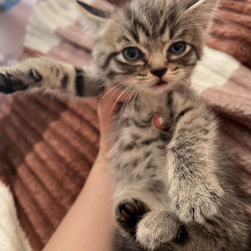 Британские котята