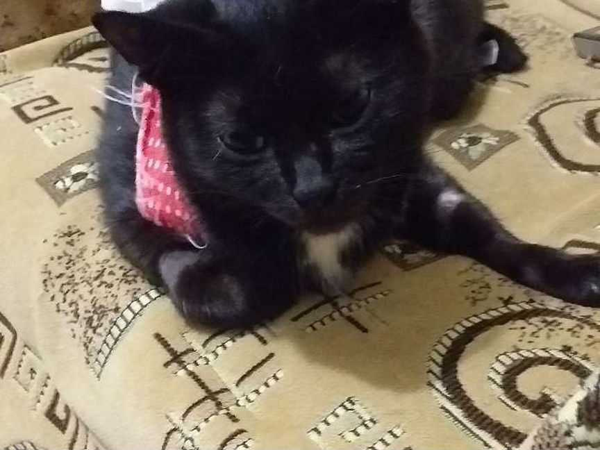Кошка ждёт доброго хозяина и тёплый дом