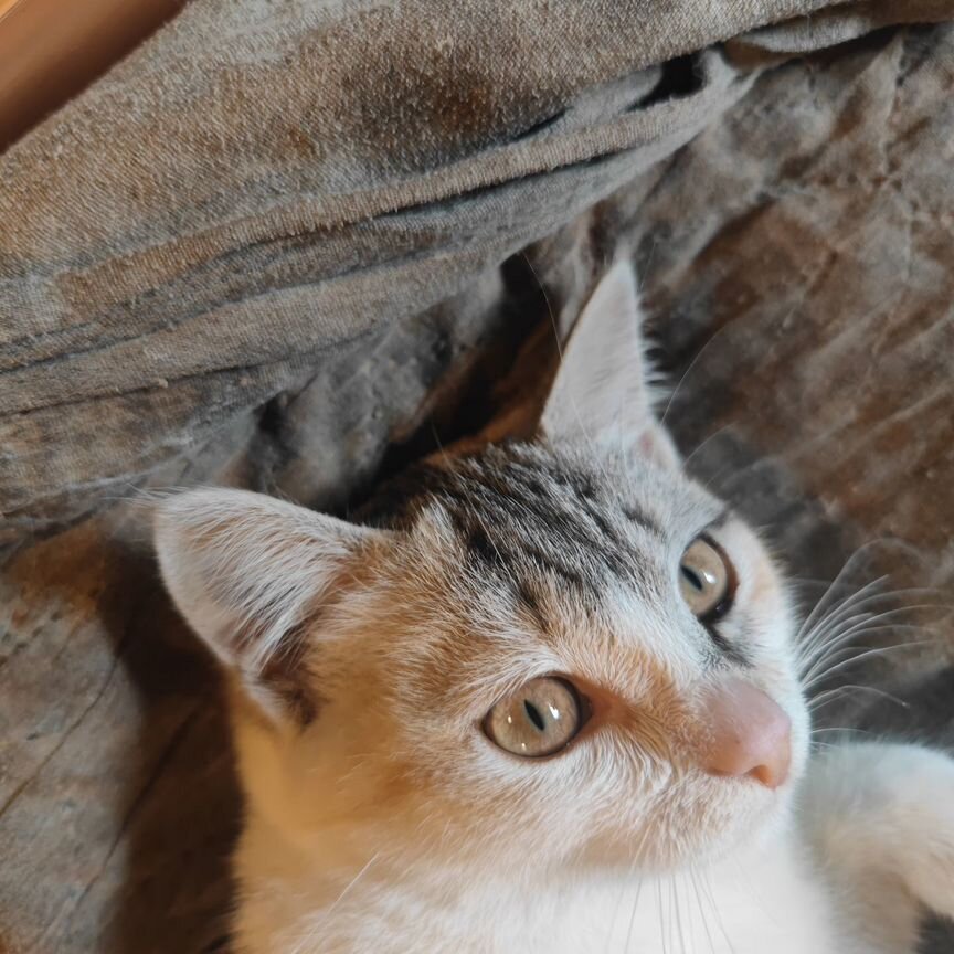 Котенок девочка котейка