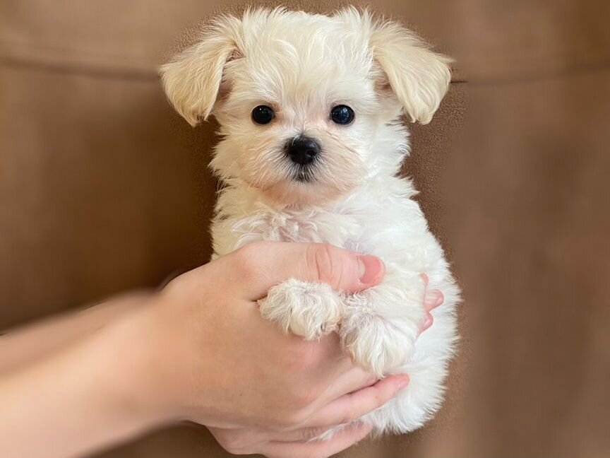 Мальтипу f1 мини девочка