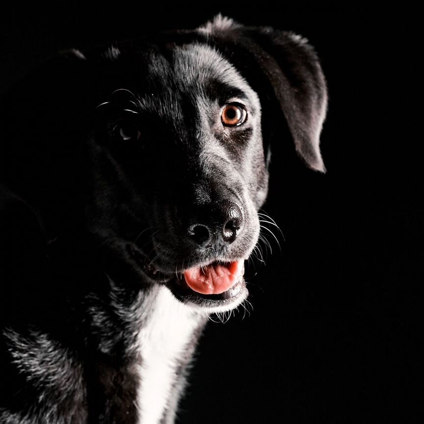 Умный щенок в квартиру или дом