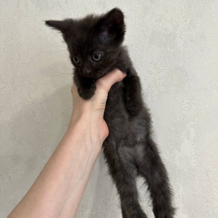 Котенок черный