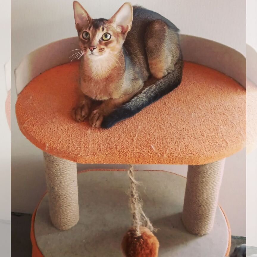 Абиссинский котёнок