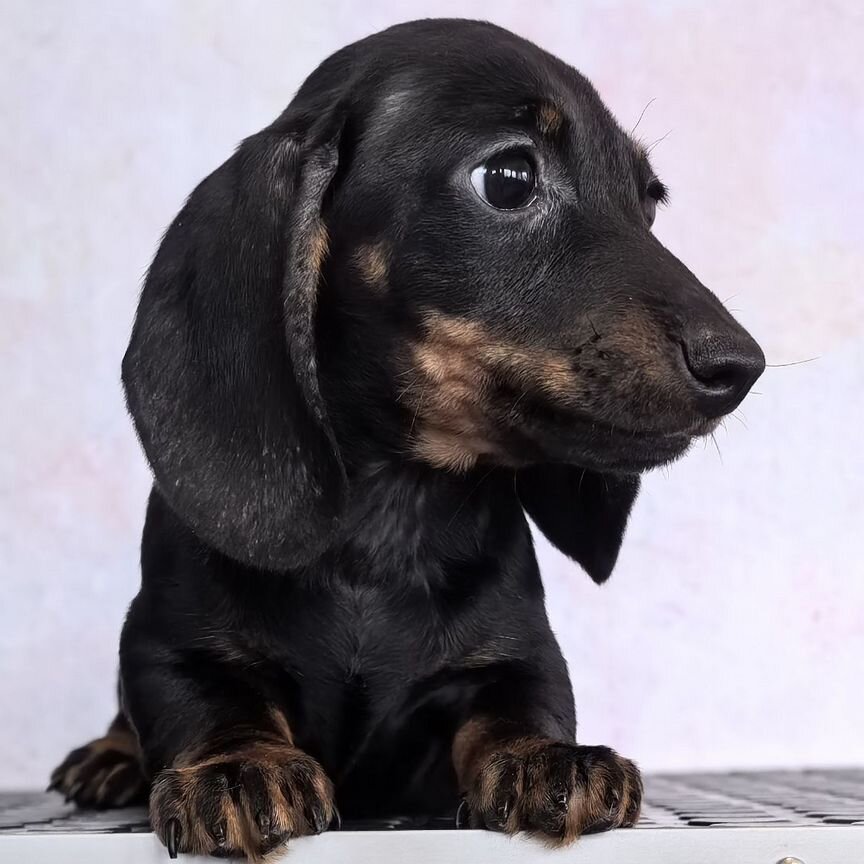 Карликовая такса, щенок