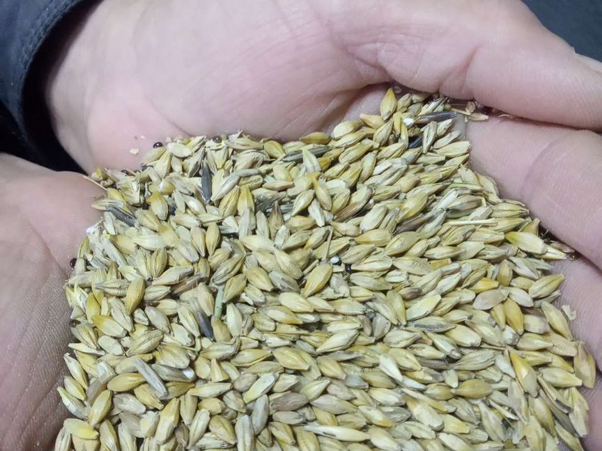 Пшеница,ячмень,овес