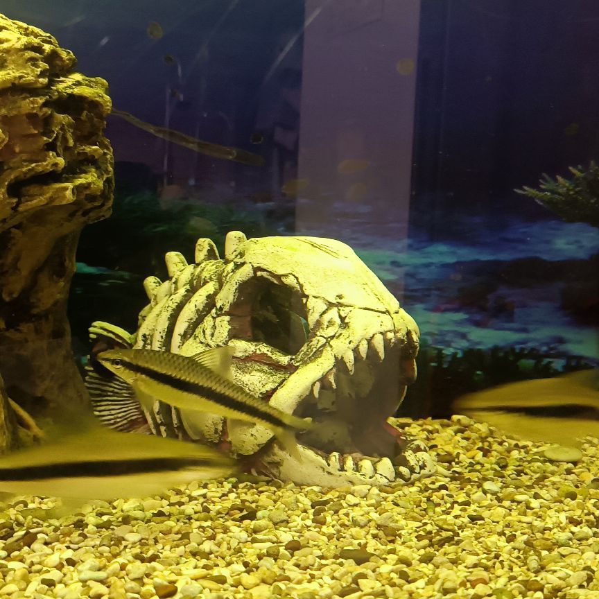 Сиамский водорослеед