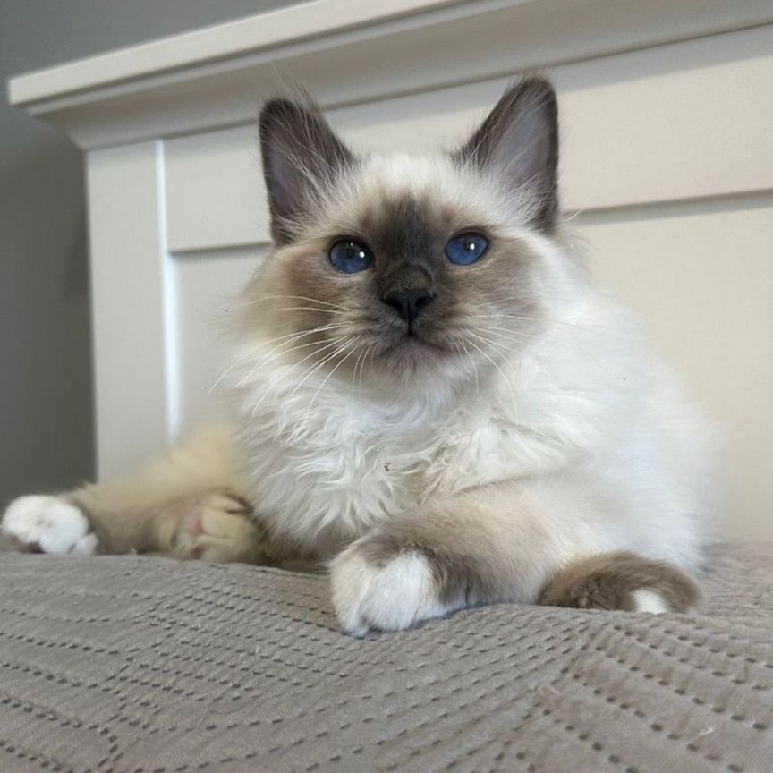 Котята Священная Бирма