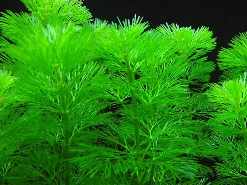 Кабомба водная