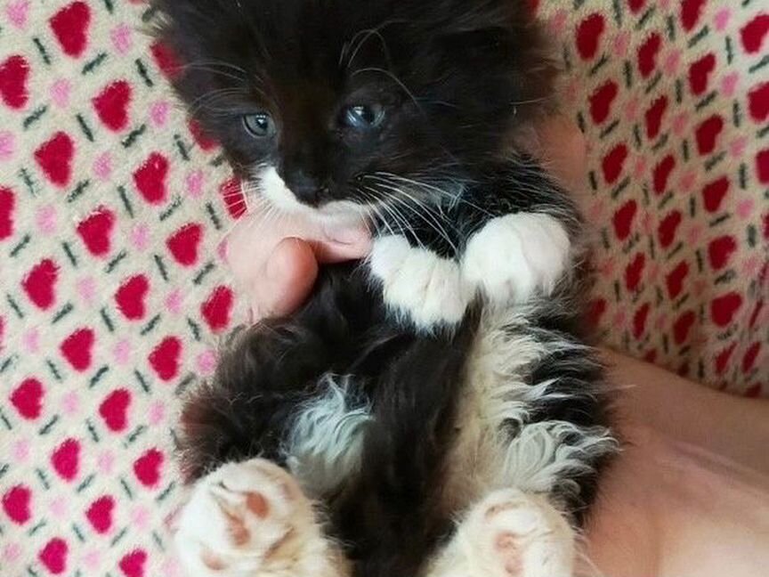 Котята Красивущие Пушистики дар в добрые руки