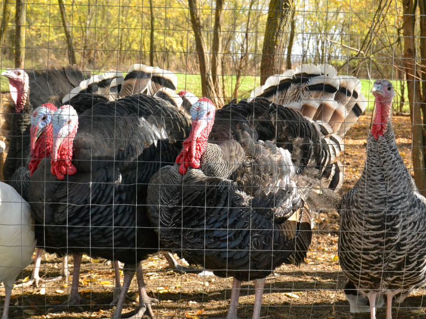 Инкубационное яйцо/индюшата