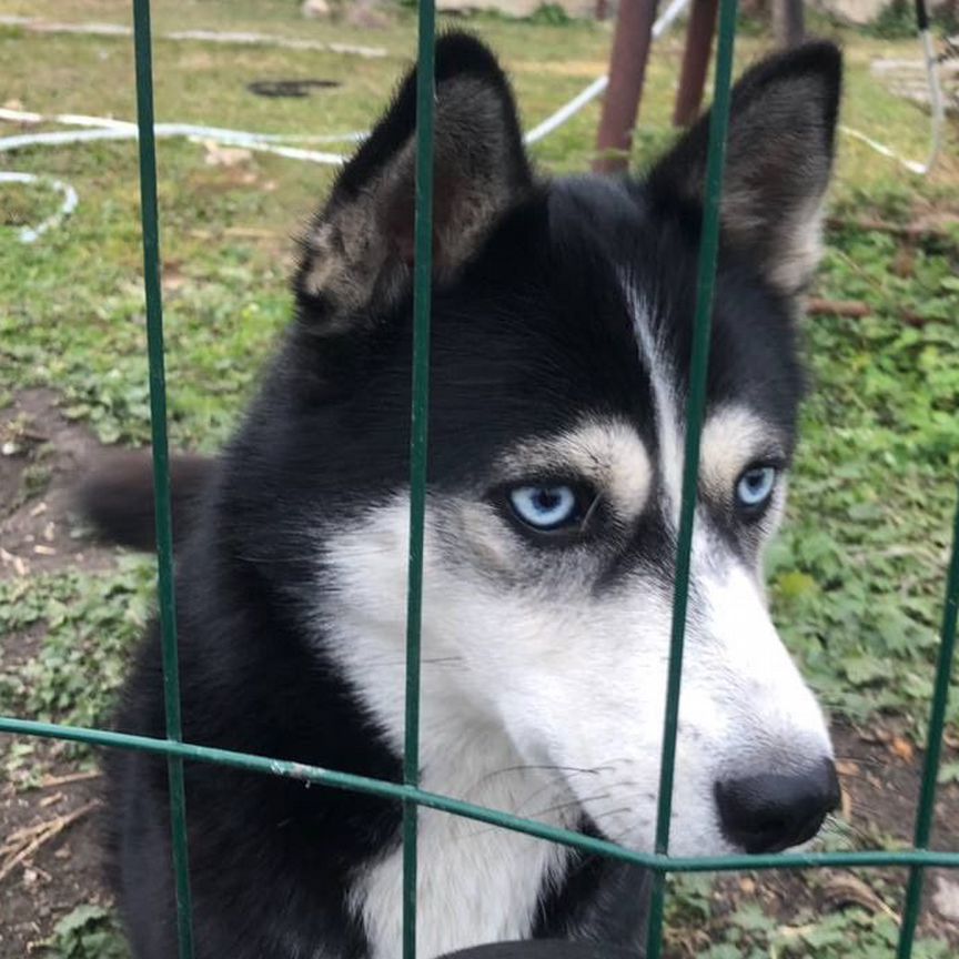 Сибирский хаски, щенок