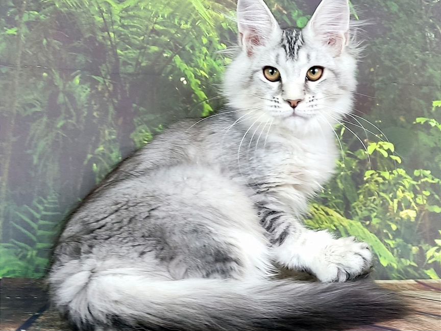 Эффектные котята и взрослые мейн-куны