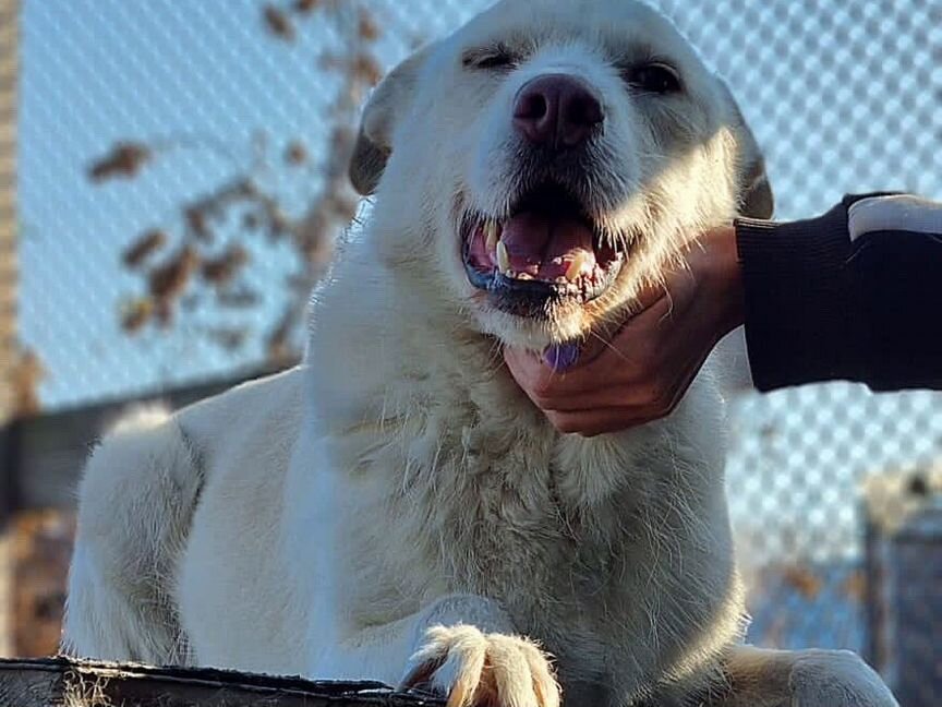 Очень дружелюбная красавица Роза ищет семью