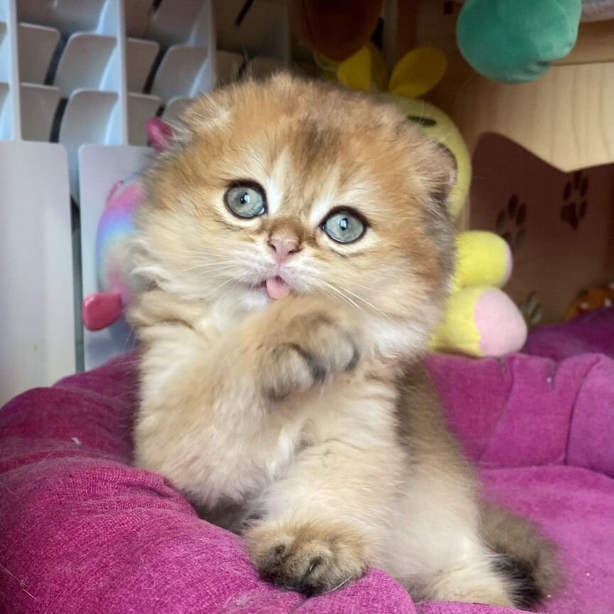 Шотландский хайленд фолд кот -Пупс