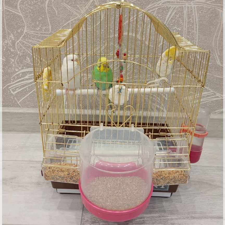 Волнистый попугай