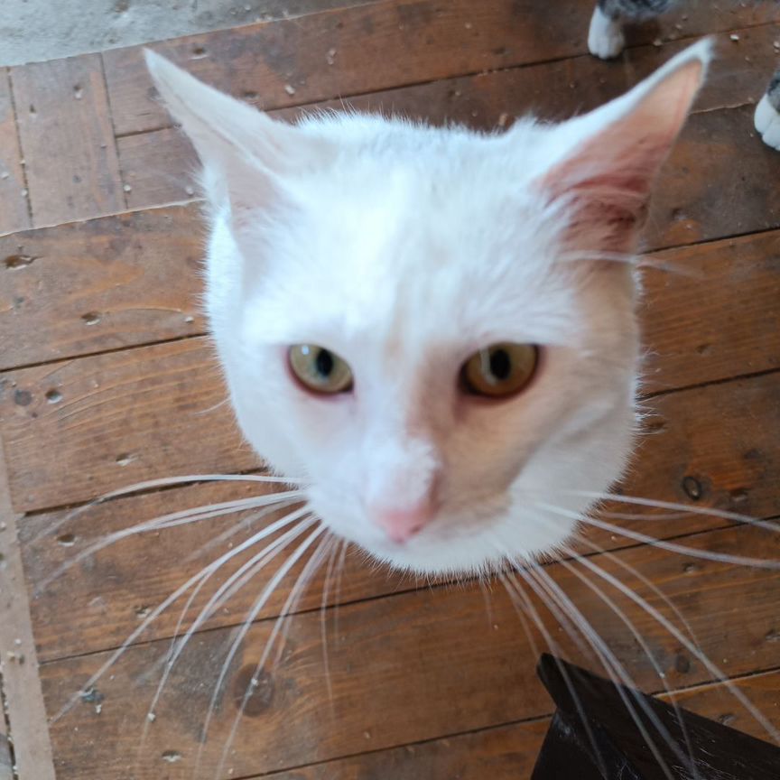 Котик ищет дом