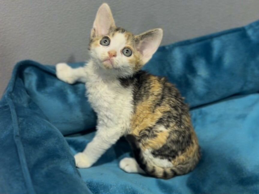 Кошка devon rex