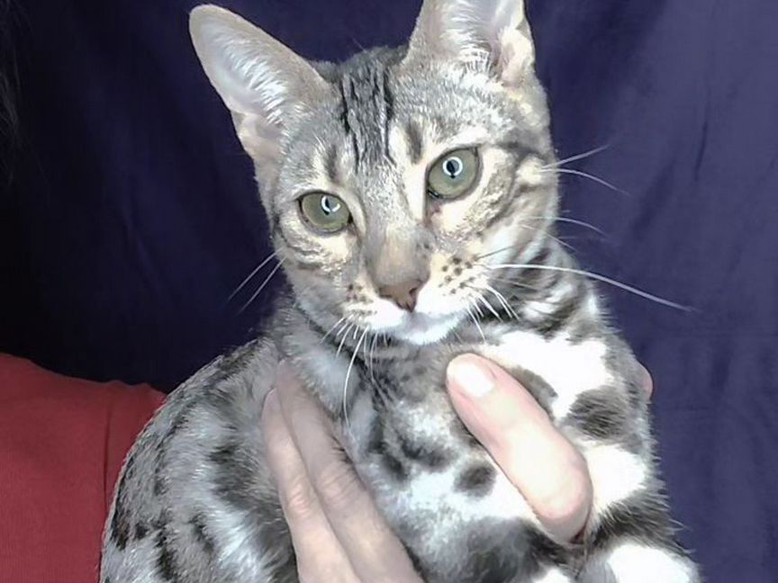 Бенгальская кошка