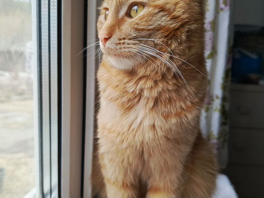 Кот