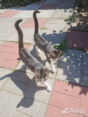 Котята (два брата близнеца) ищут любящих хозяев