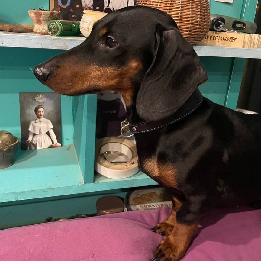 Кроличья такса, взрослый пёс