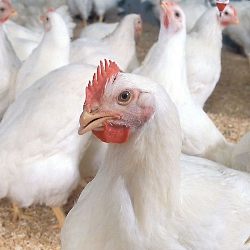 Куры Несушки / от 10 штук / с Бесплатной доставкой