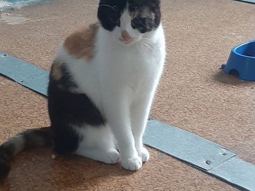 Кошка богатка ищет дом
