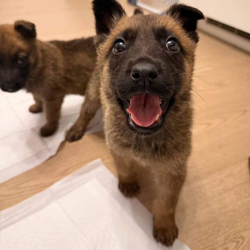 Щенок в добрые руки