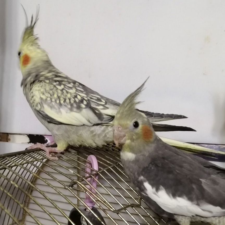 Попугай корелла